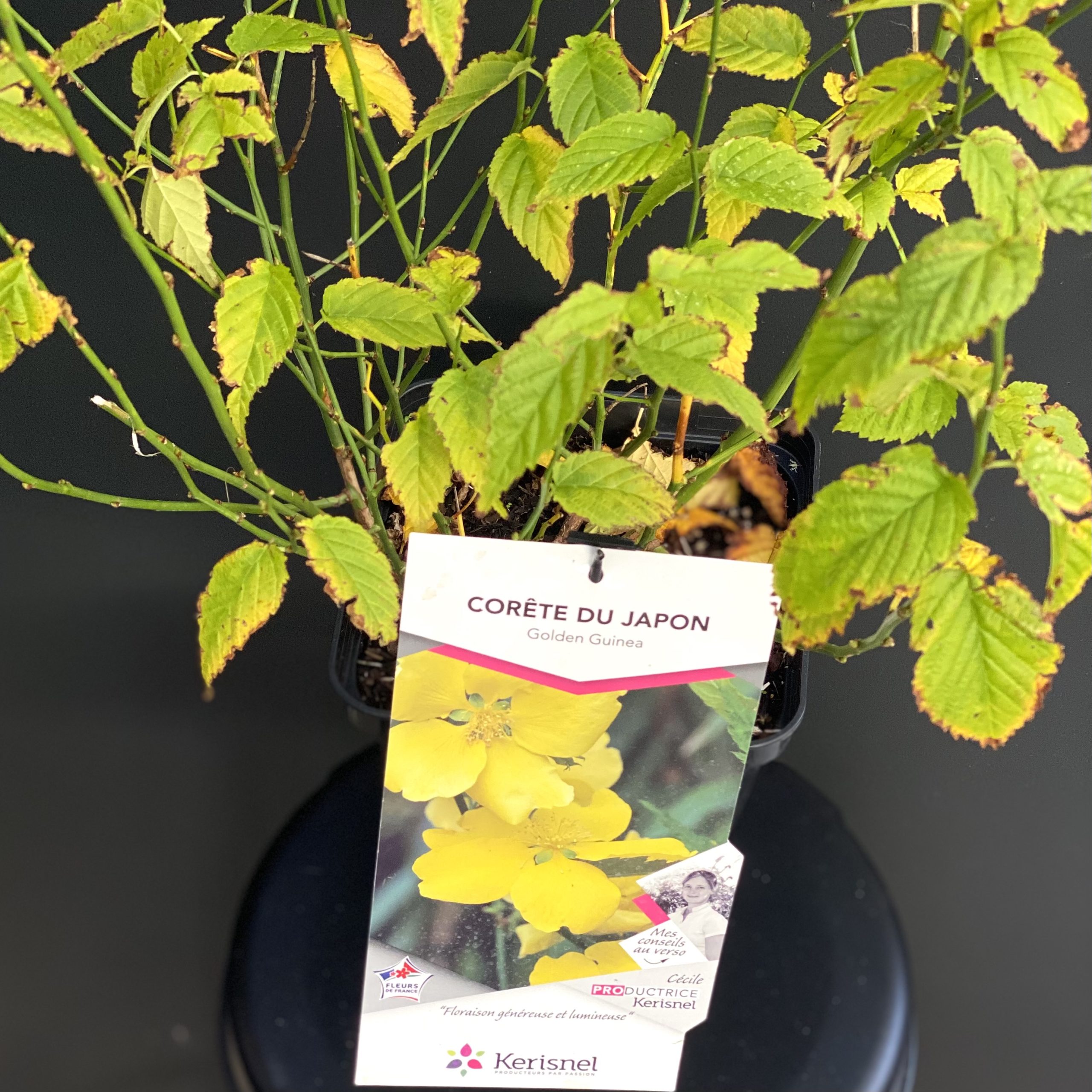 Corette du Japon Pot 4 litres - Le Jardin du Rudel